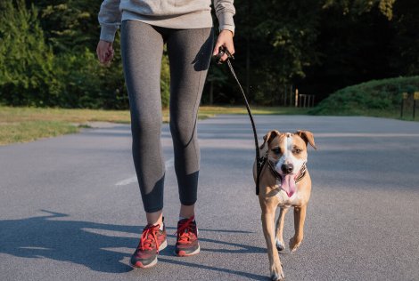 5 Tips to go Jogging with your Dog - Fit People